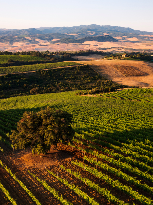 Podere Giodo – Normanby Fine Wines